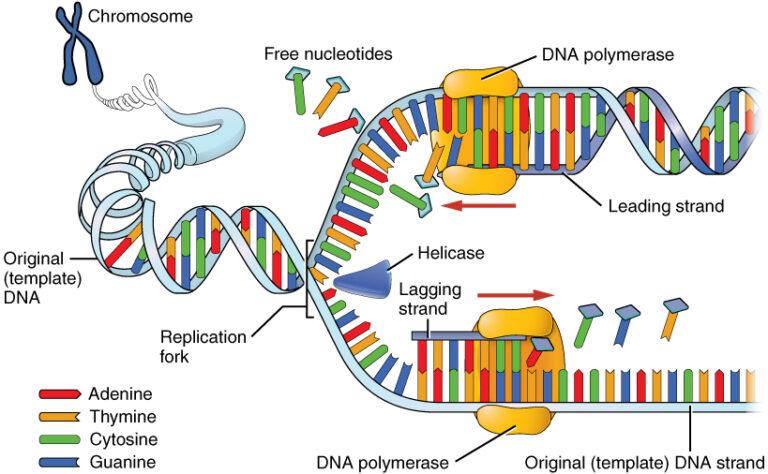 Review of DNA Replication and the Central Dogma – Molecular Ecology ...