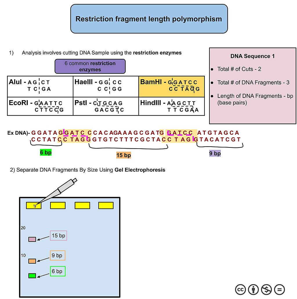 Early Molecular Markers – Molecular Ecology & Evolution: An Introduction