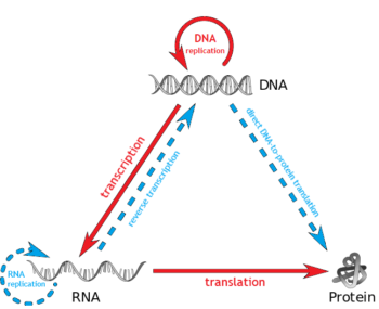 Review of DNA Replication and the Central Dogma – Molecular Ecology ...