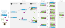 Development of PCR & Sanger Sequencing – Molecular Ecology & Evolution ...