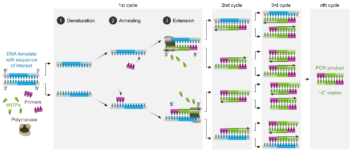 Development of PCR & Sanger Sequencing – Molecular Ecology & Evolution ...
