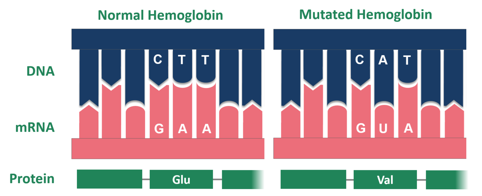 Mutation and Genetic Variation – Molecular Ecology & Evolution: An ...