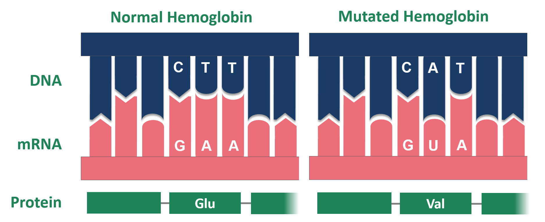 Mutation and Genetic Variation – Molecular Ecology & Evolution: An ...