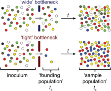 Genetic Diversity and Bottlenecks – Molecular Ecology & Evolution: An ...