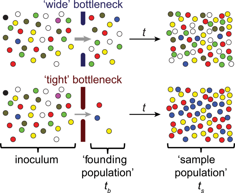 Genetic Diversity and Bottlenecks – Molecular Ecology & Evolution: An ...