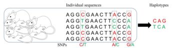 Haplotype Networks – Molecular Ecology & Evolution: An Introduction
