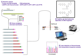 Development of PCR & Sanger Sequencing – Molecular Ecology & Evolution ...
