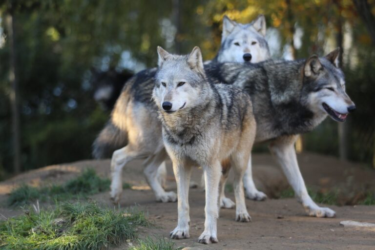 Case study: Grey Wolf phylogeography – Molecular Ecology & Evolution ...